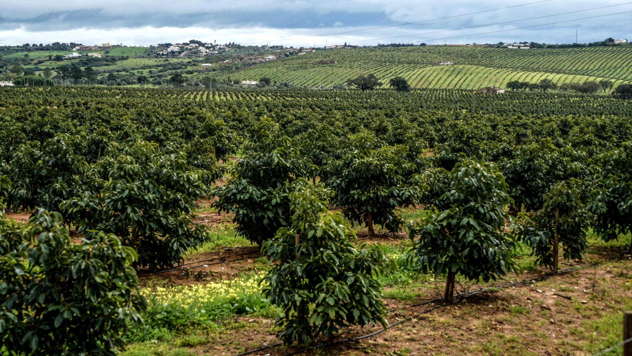 Avocados until the last drop - Voxeurop